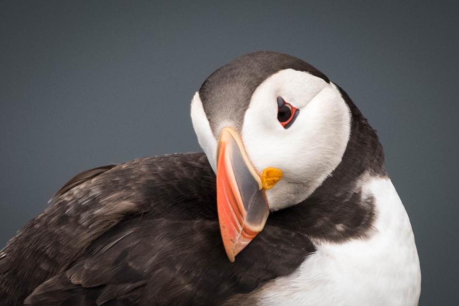 Discover The Scottish Press Centre Wwf